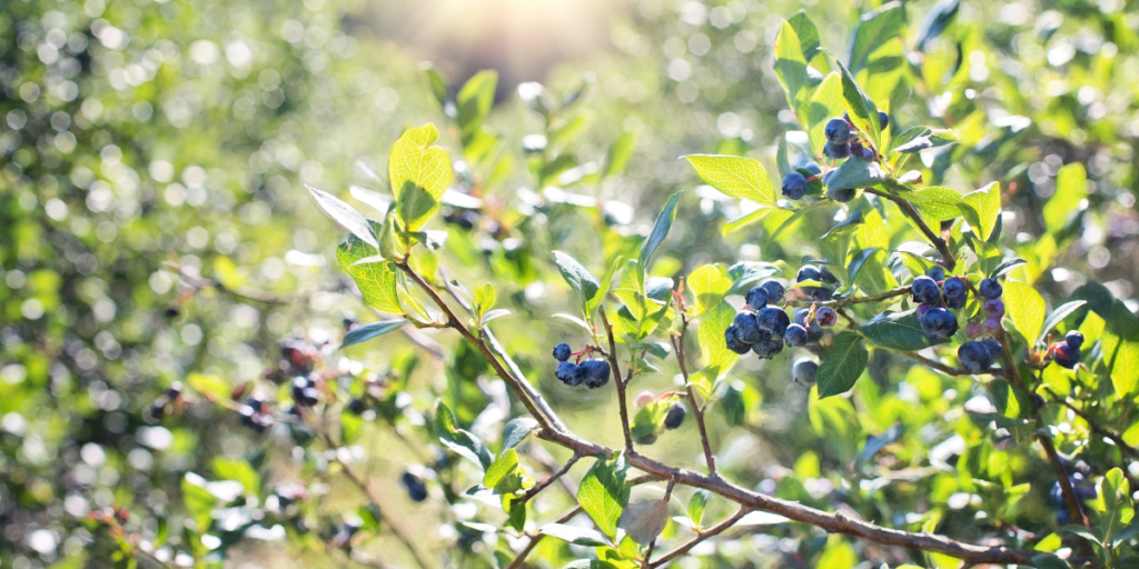 Blueberries And Green Poop: The Connection - Gut Advisor